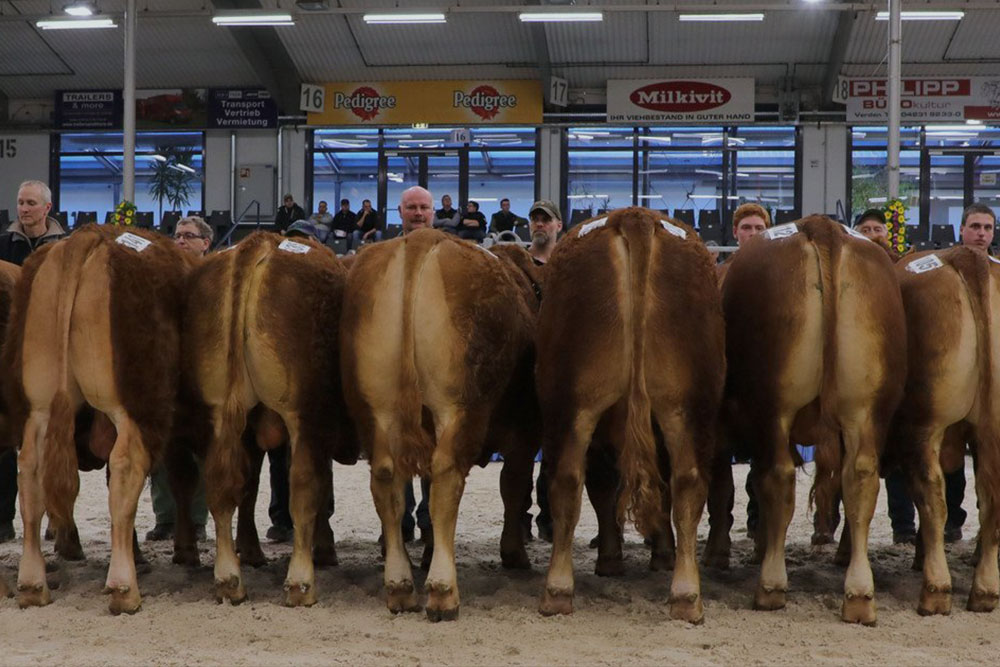 40th breeding bull auction in Germany – News – Kolumbi.lv