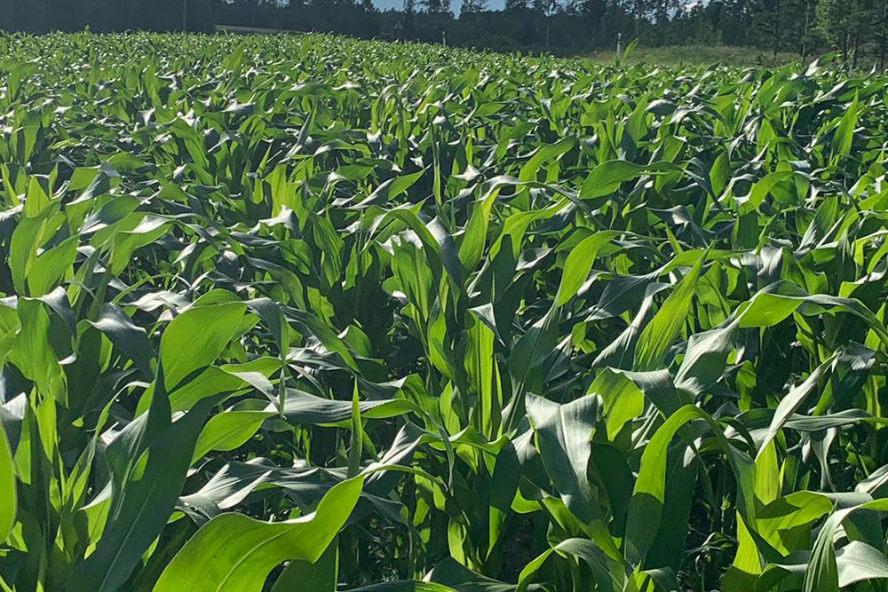 Corn cultivation experience in Kolumbi – News – Kolumbi.lv