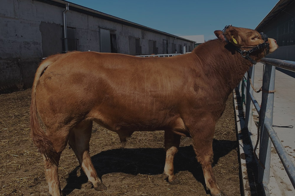 Farm day to take place on 20 august – News – Kolumbi.lv