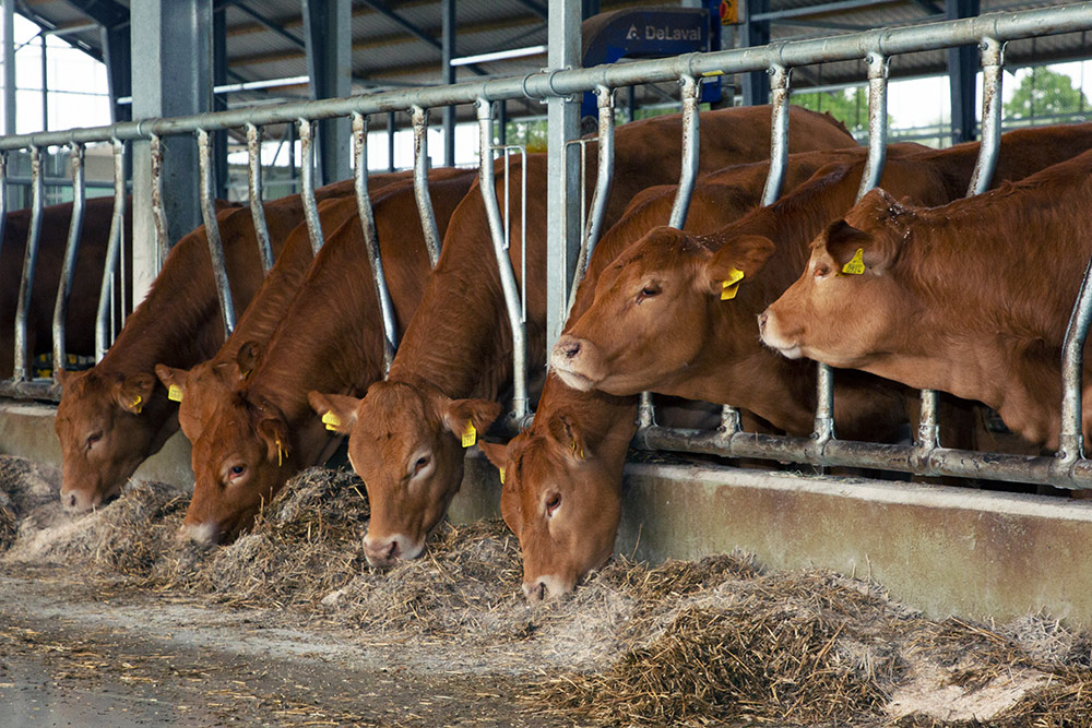 Farm day 2020 at Kolumbi – News – Kolumbi.lv